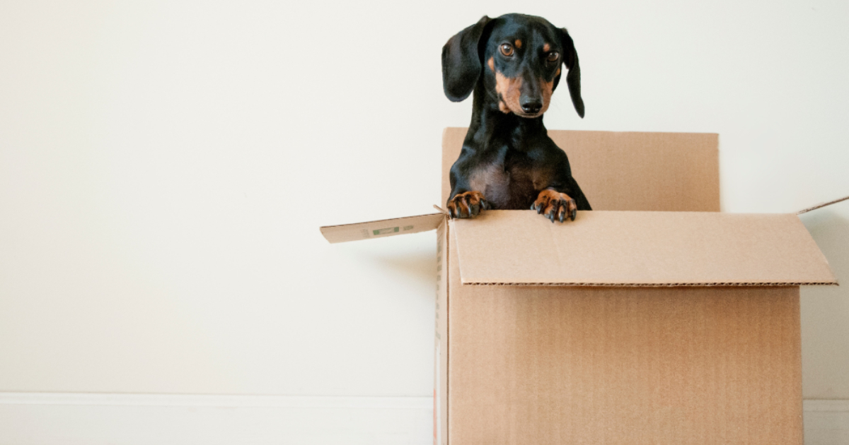 Top Tips for Moving With a Dog - GoShare Moving & Delivery Blog